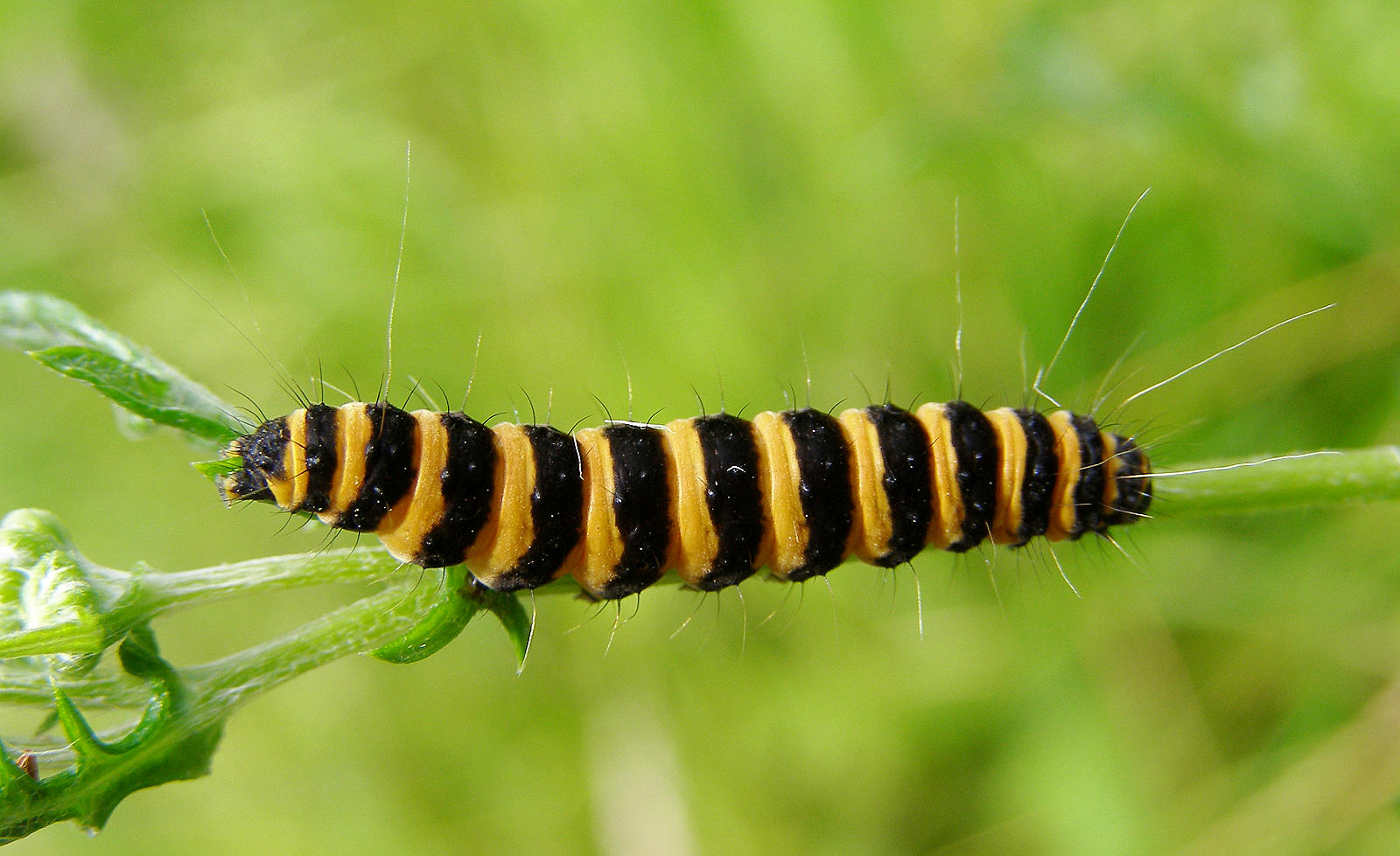 Random Jottings: Mini Beasts