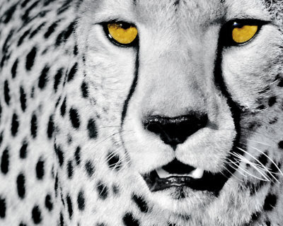 HD Animals: white cheetahs