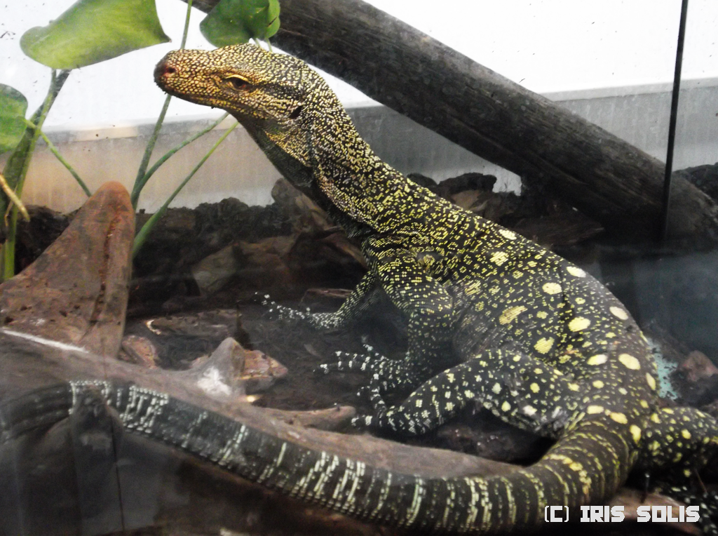 FaunaDex: Varano cocodrilo