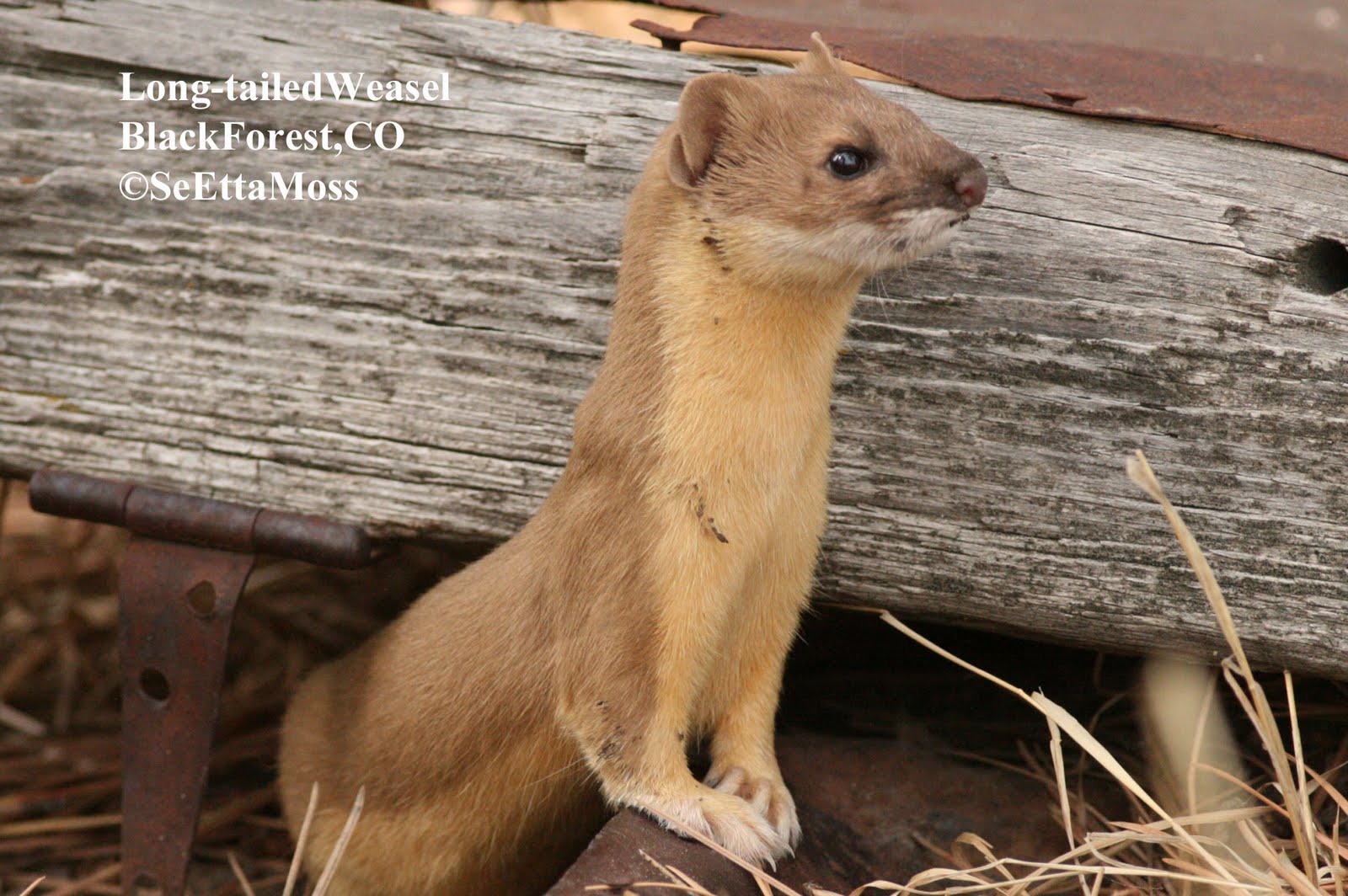 Wow, a Long-tailed Weasel
