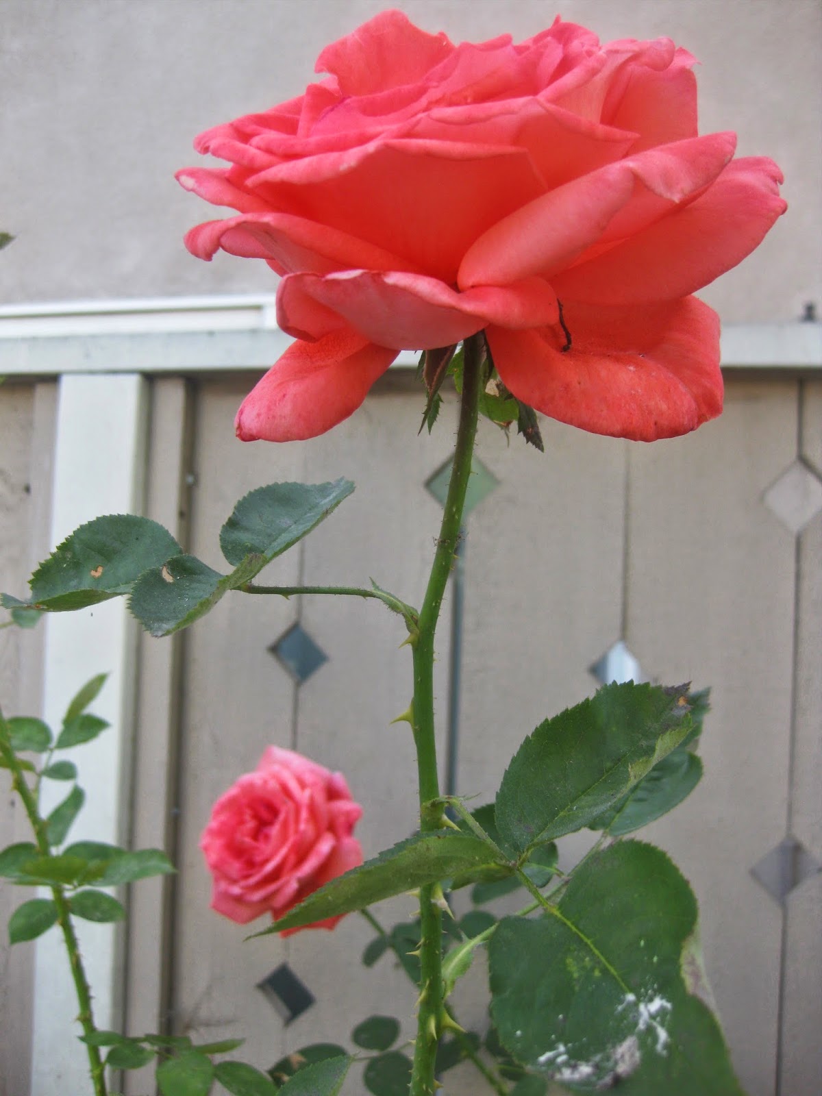 Daily Prayer: THE ROSE OF SHARON