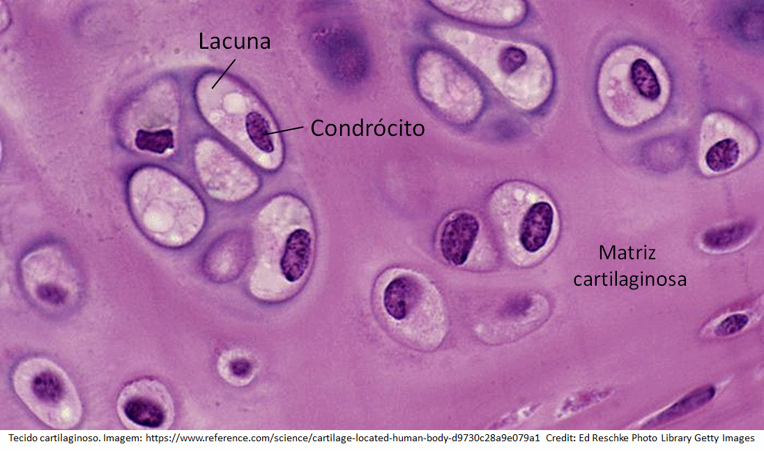Resumos de Biologia: outubro 2012