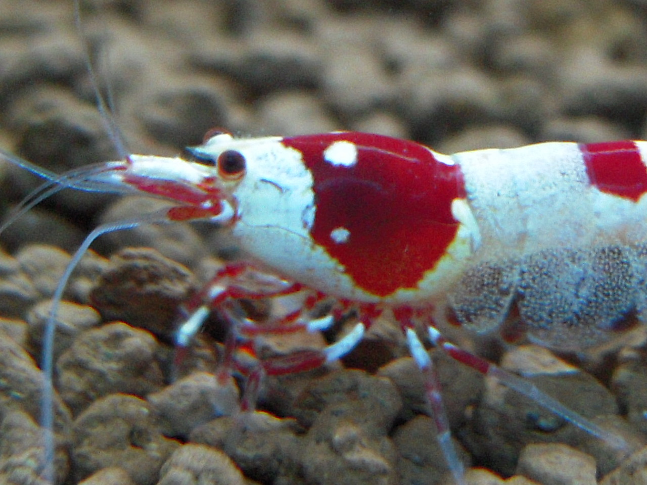 Crystal Red Shrimp: F1 Ebiten Crystal Red Shrimp