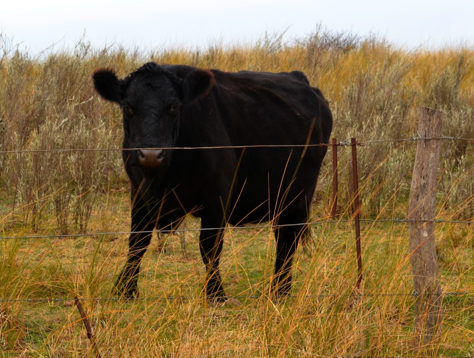 Claudio Tomassini: Médanos - Claudio Tomassini Fotografía