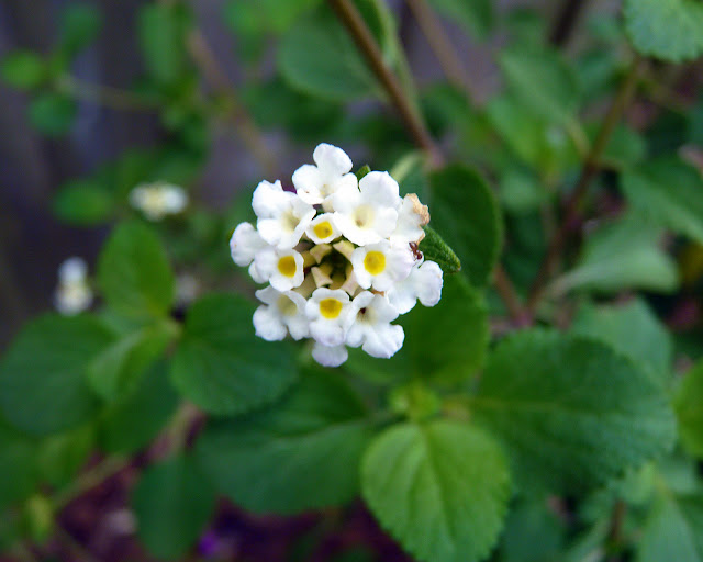 My Florida Backyard: Hot Button