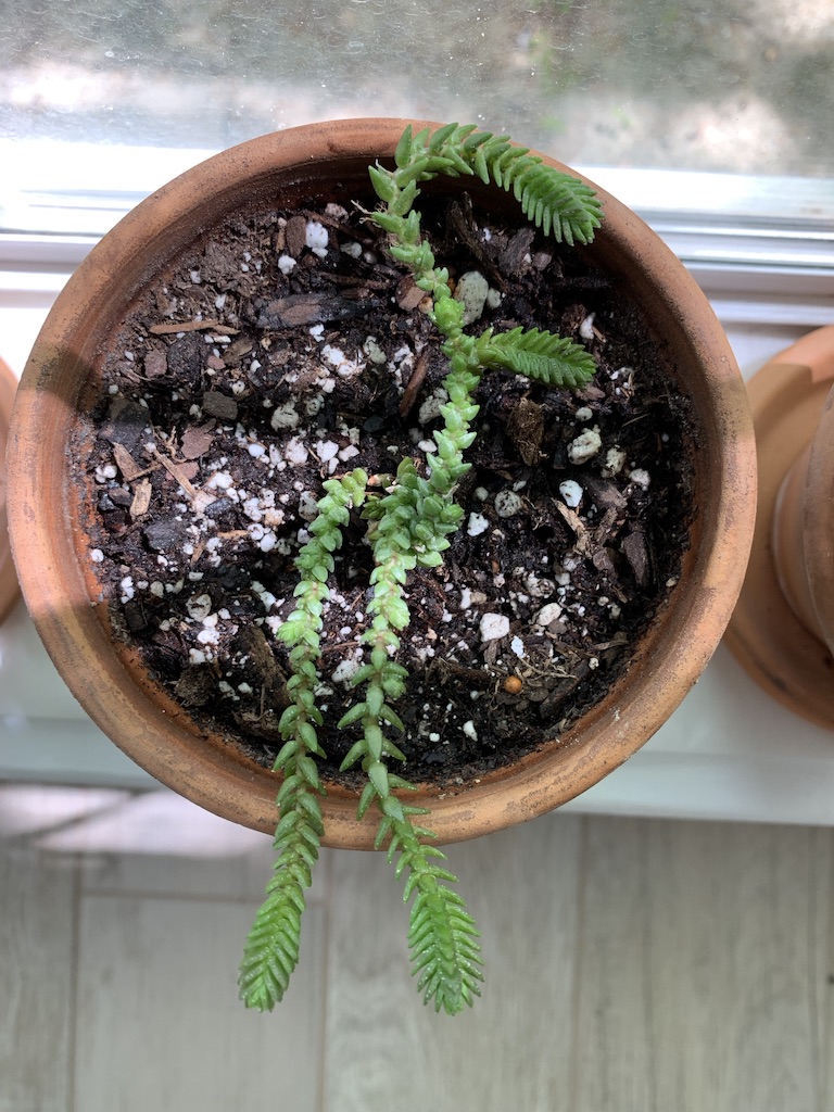 My Journey to Fit: FMM - Plants and Paco
