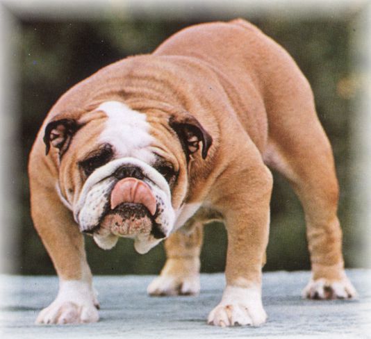 Fun Animals News: Bulldog Wallpapers