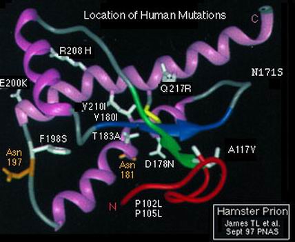 Infecciones Virales del Sistema Nervioso