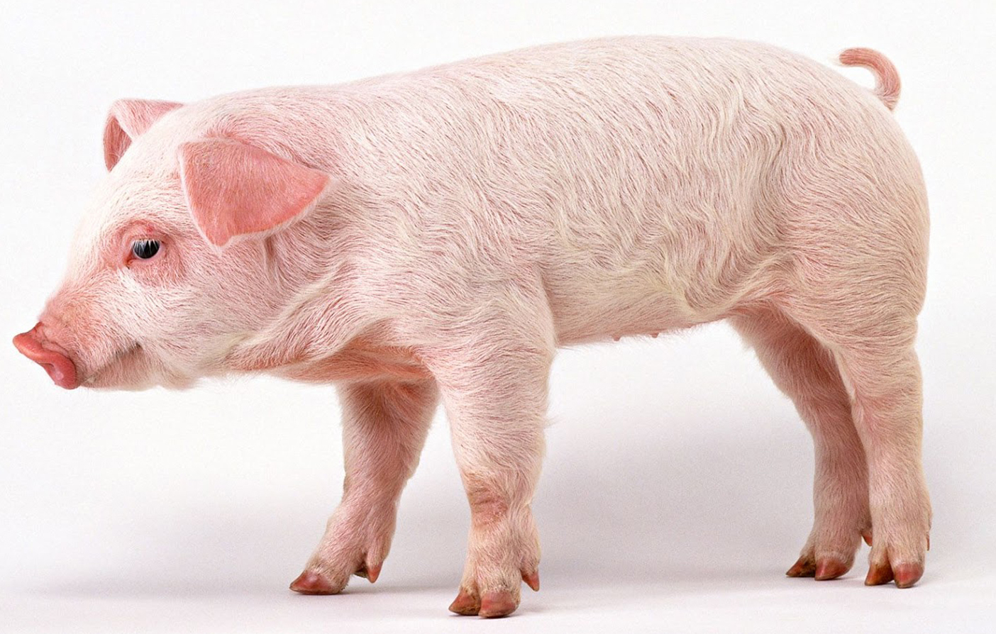 BETERNAK BABI |Media Penyuluhan Pertanian