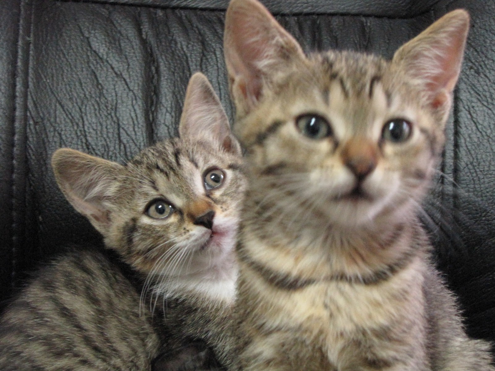 Galerie Foto: Imagini cu Pisici ~ Blog D3mon