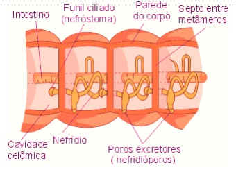 Artrópodes e Anelídeos: Anelídeos: Sistemas e Adaptações