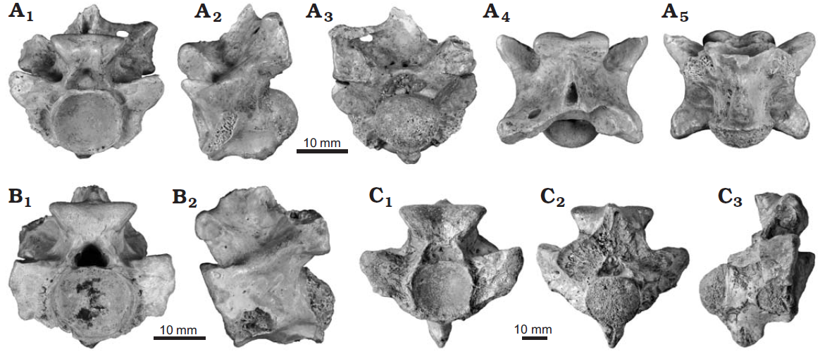 Sciency Thoughts: Palaeophis colossaeus and Amananulam sanogoi: Giant ...