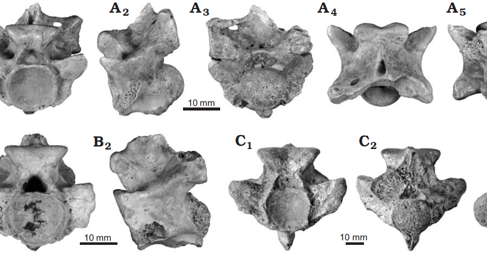 Sciency Thoughts: Palaeophis colossaeus and Amananulam sanogoi: Giant ...