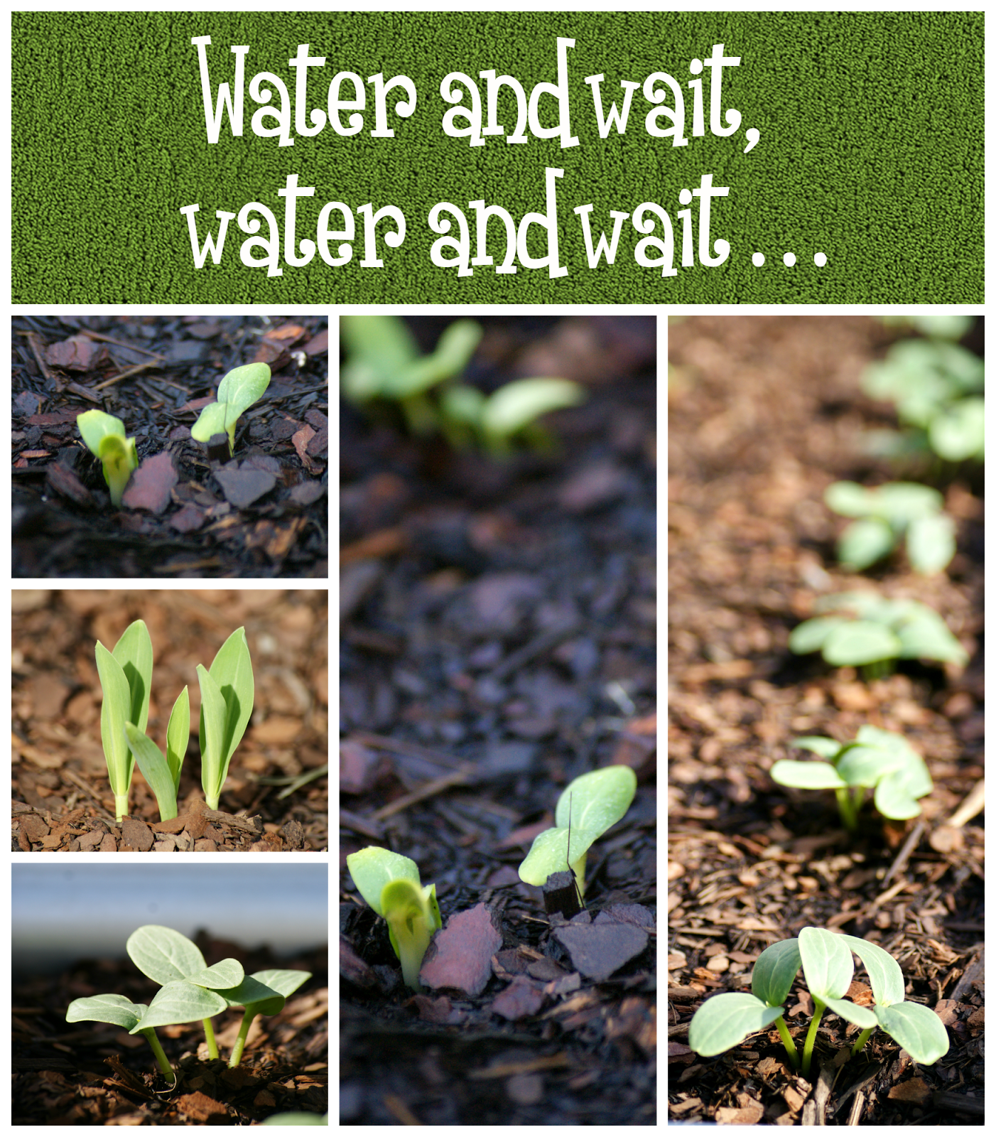 Southern In Law: How to Make Your Own Raised Veggie Patch!