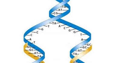 Inilah 3 Model Replikasi DNA Yang Wajib Anda Ketahui