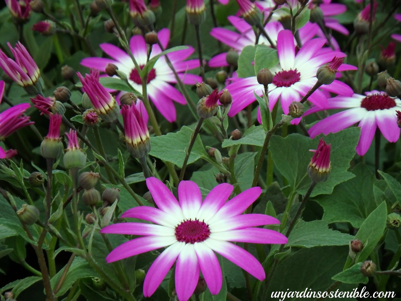 Pericallis x Senetti