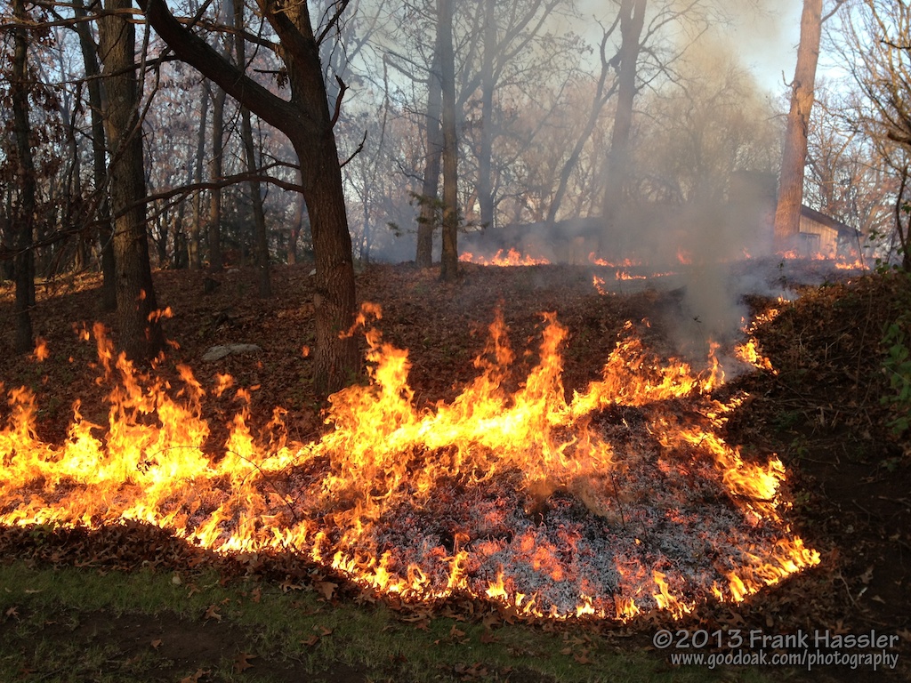 Good Oak News: Eradicating Garlic Mustard Requires A Holistic Approach
