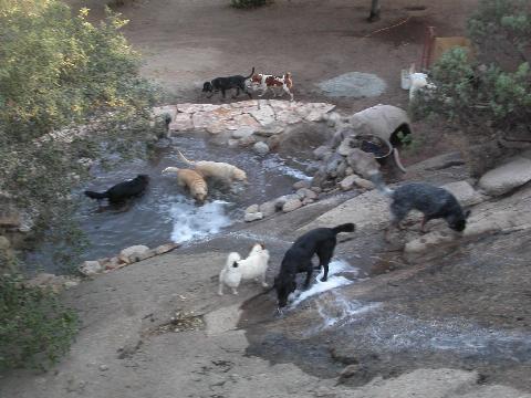 Happy Dog Blog: Where to Board Caitlin--Alpine Dog Ranch