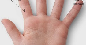 Phalanges Of Fingers Palmistry ~ INDIAN PALMISTRY | PALM READING | HAST ...