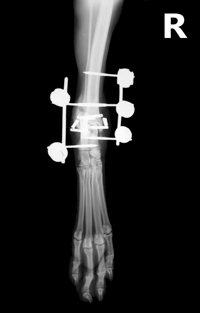 ARTROVET: Luxación tibio tarsal