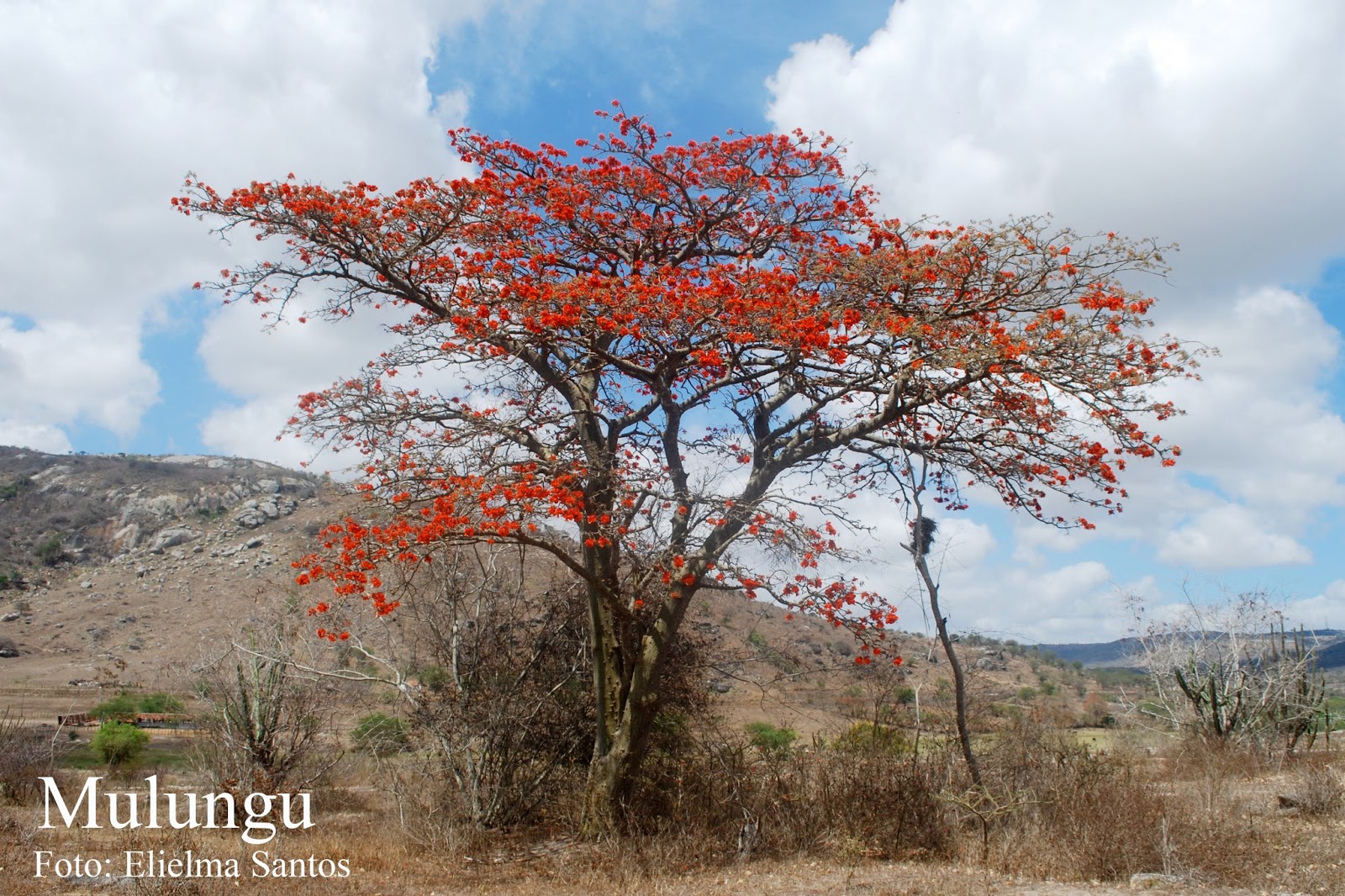 Histórias e Cenários Nordestinos: Mulungu