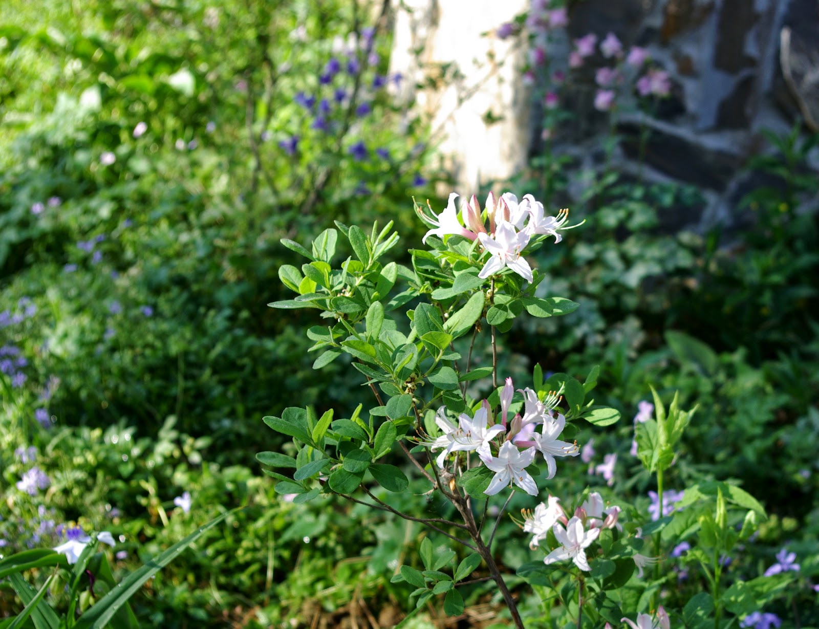 sweetbay: Blooming Friday