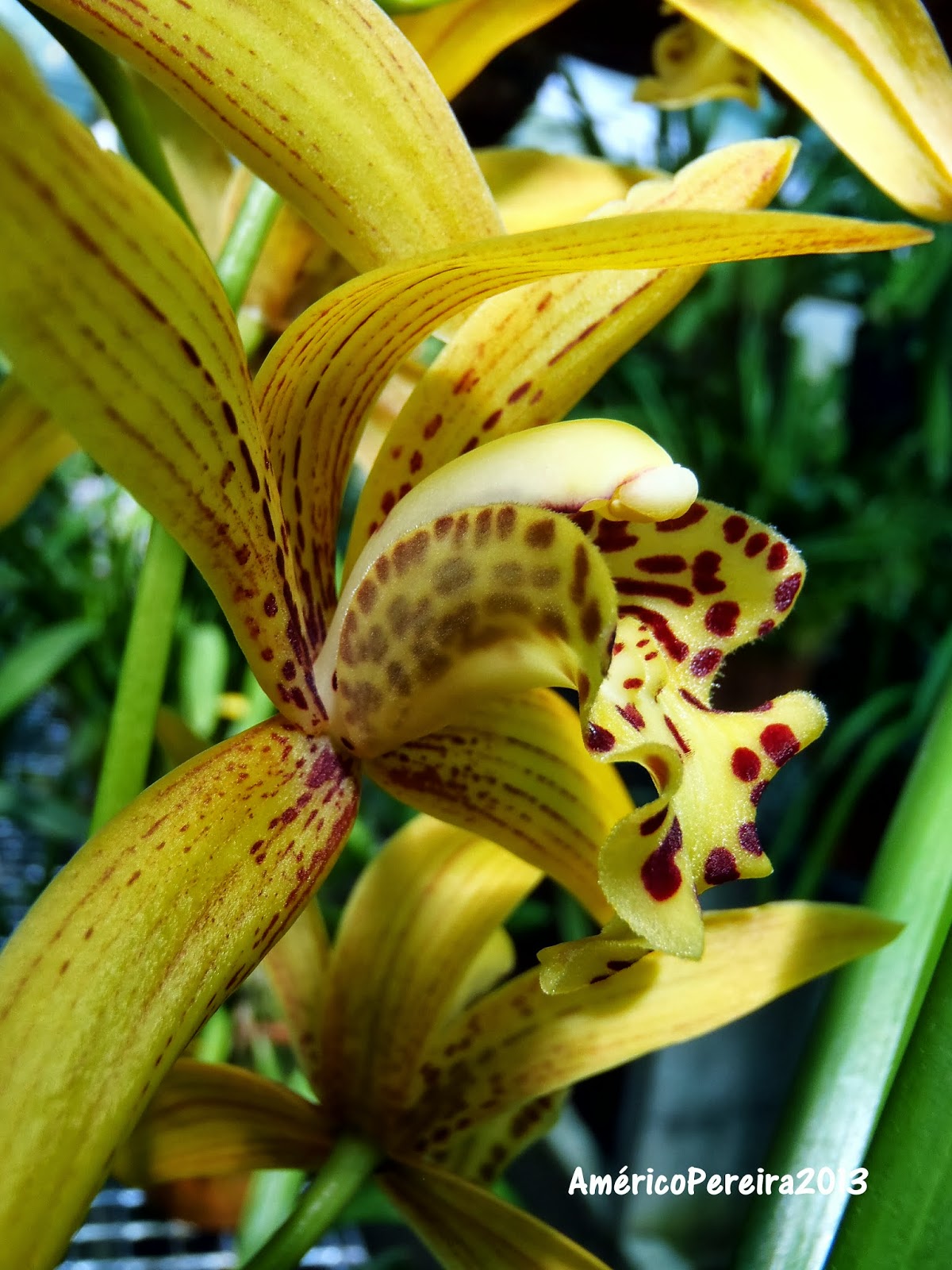 Orquídeas soltas: Cymbidium Chen's Ruby