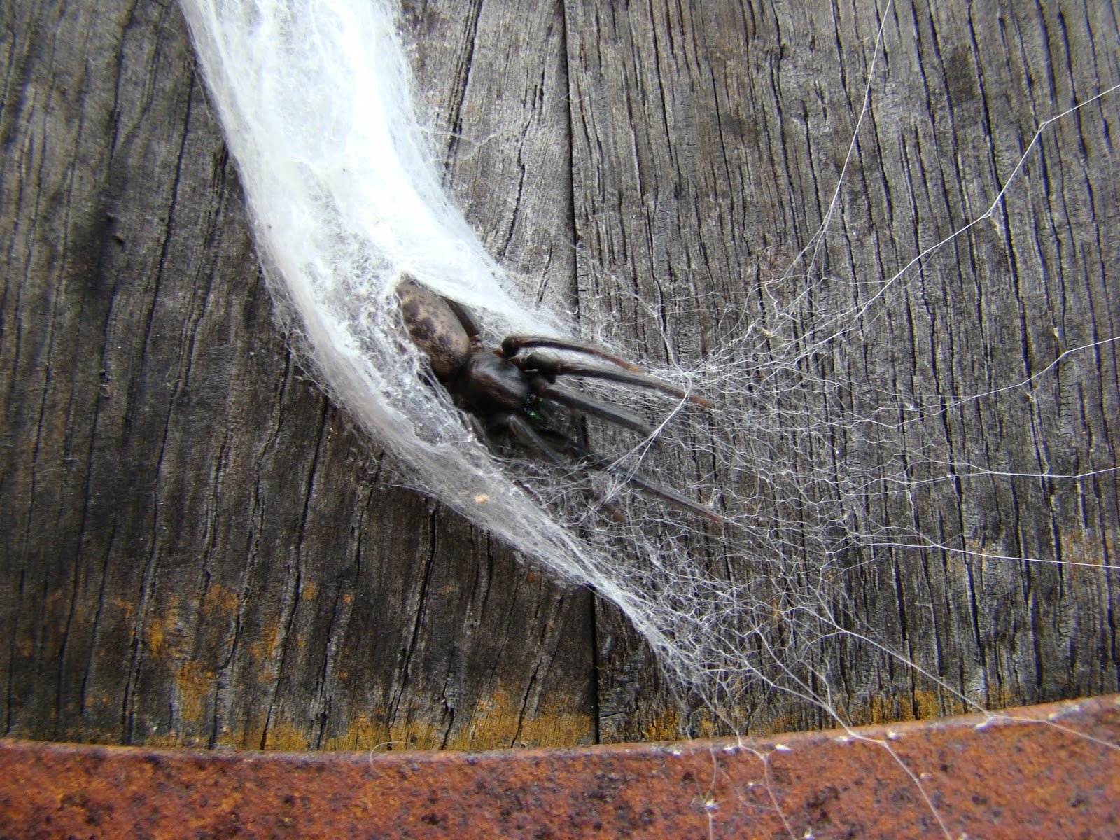 Natureza-em-movimento: Aranha teia-de-funil (segestria florentina)