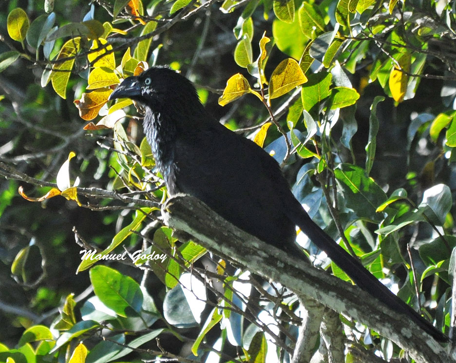 veterinaria - animal - Mendoza: Pequeña muestra de la Fauna de Brasil ...