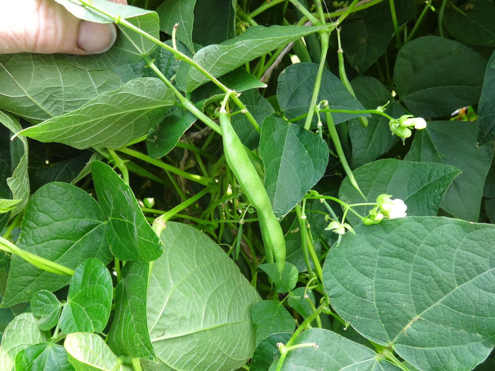 The Perennial Agriculturalist: beans!
