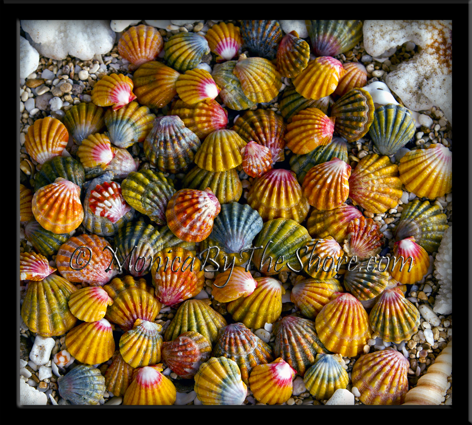 Monica's Blog: Welcome Springtime on the North Shore!