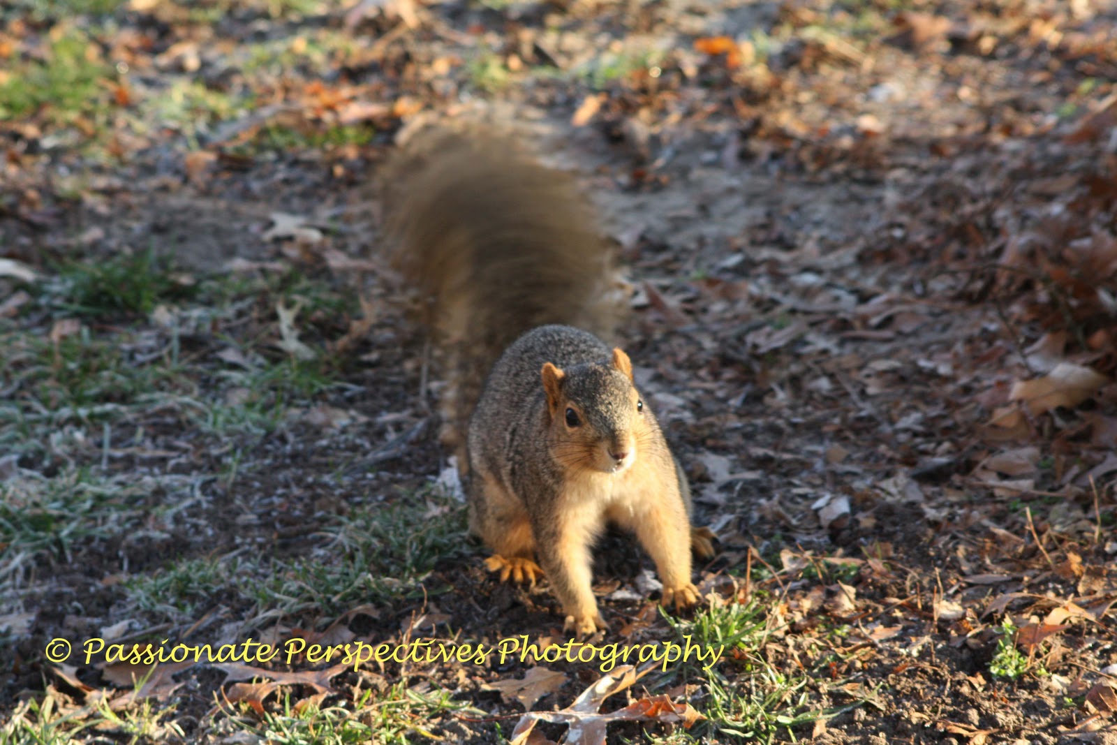 Feeling a Little Squirrelly?