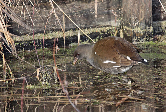 DOMMELVOS NATUURFOTOGRAFIE: Oranje lijst, met o.a. het waterhoentje
