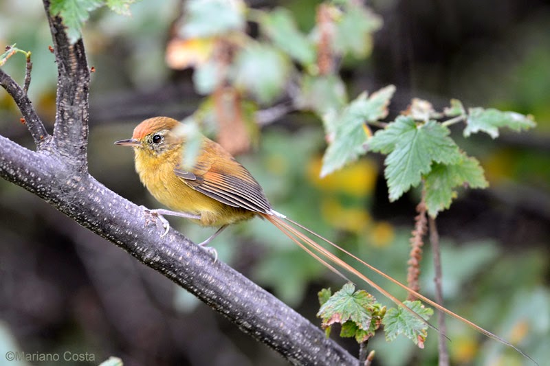 Argentina nativa: Colilarga (Sylviorthorhynchus desmursii)