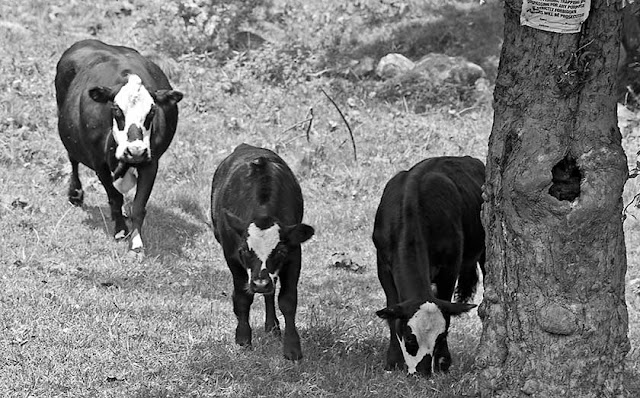 The cows by lydia davis - popasa