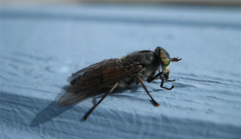 digimages: flugan som applåderade