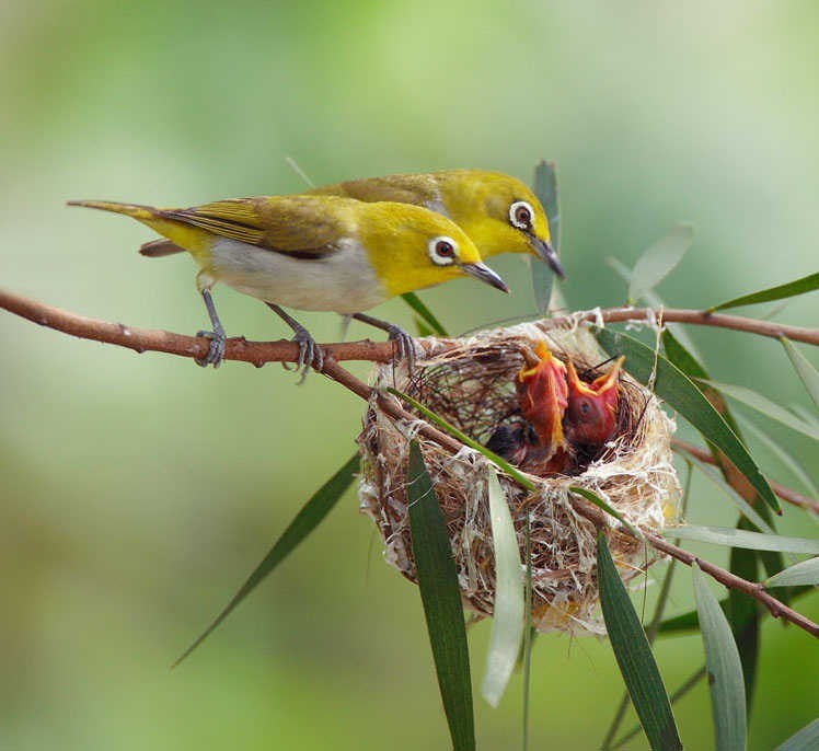Golden Birds: صغار الطيور Baby-Birds