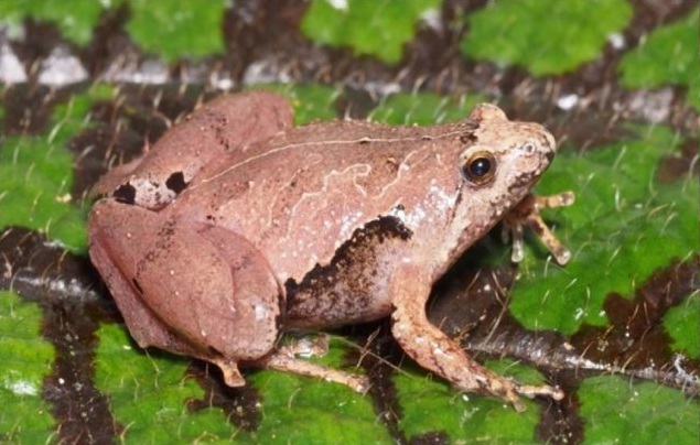 Species New to Science: [Herpetology • 2018] Microhyla gadjahmadai • A ...