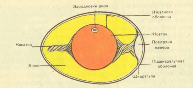 КУЛІНАРІЯ Учням гр 34КП ТПЇ