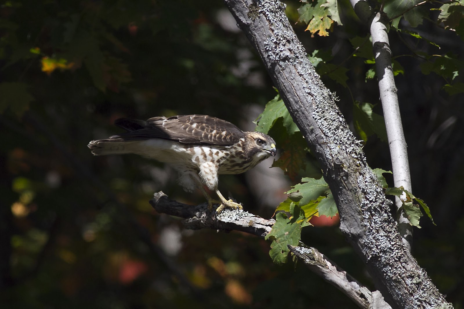 Ann Brokelman Photography: Broadwing Hawks at Algonquin and Mountsberg ...