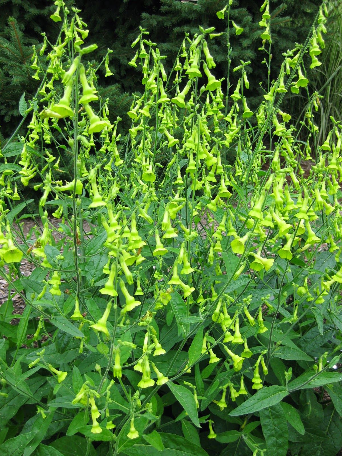 Nifty Nicotiana | Rotary Botanical Gardens