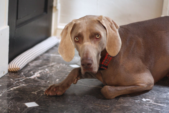 How To: DIY Door Snake (Draft Stopper) | 17 Apart