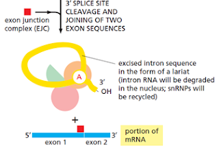 Club OIAB: COMO LAS CÉLULAS LEEN EL GENOMA: DE DNA A PROTEÍNAS