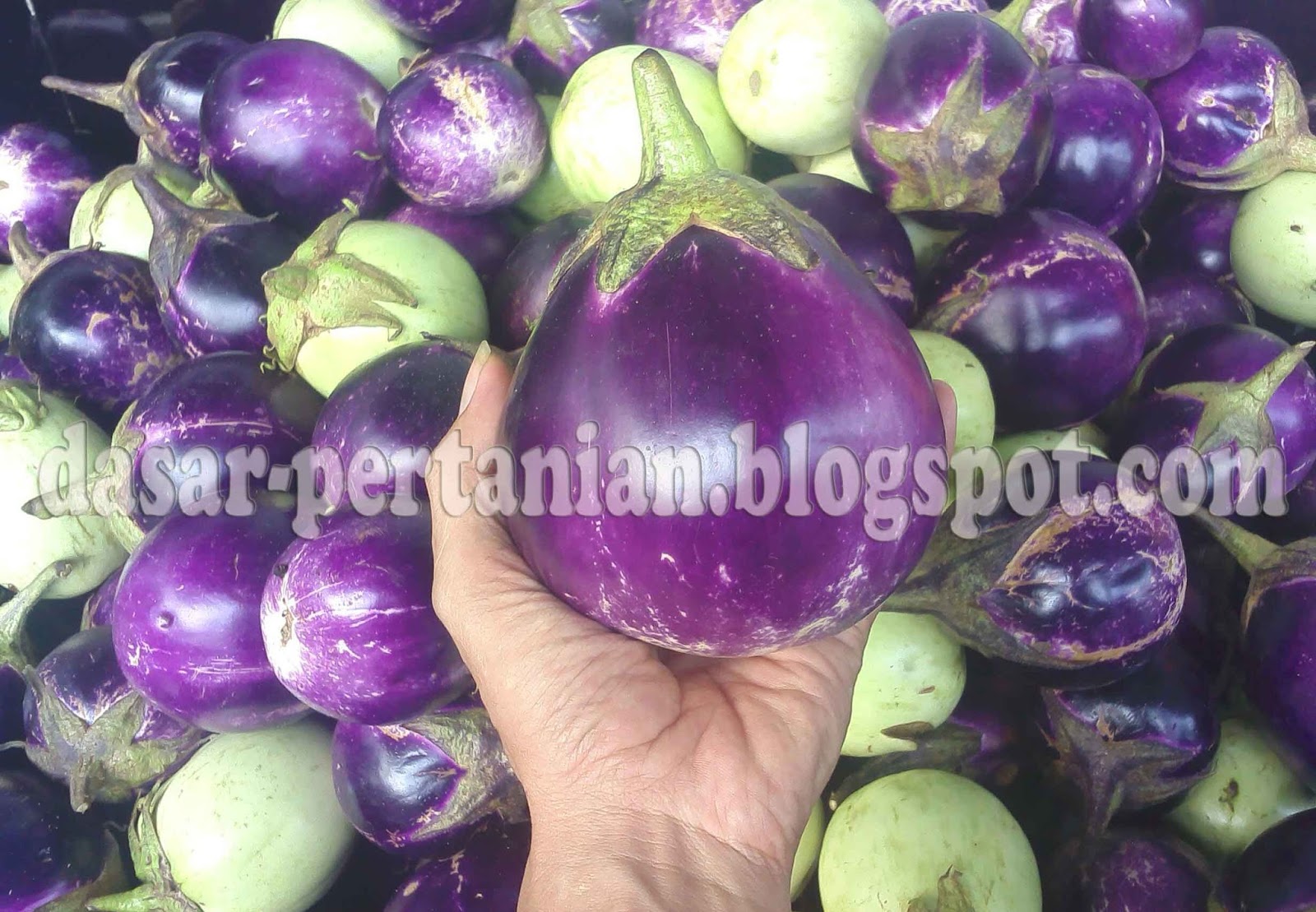 Inilah Rahasia Agar Terong Ungu Bulat Bisa Berbuah Besar | Dasar-Dasar ...