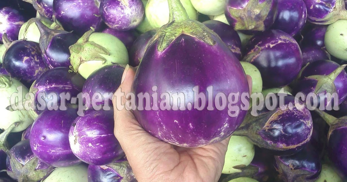 Inilah Rahasia Agar Terong Ungu Bulat Bisa Berbuah Besar | Dasar-Dasar ...