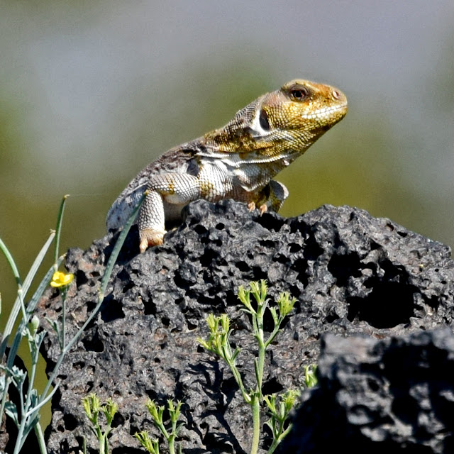 Adventures through Photography: Get Your Kicks! Let's Drive Route 66!