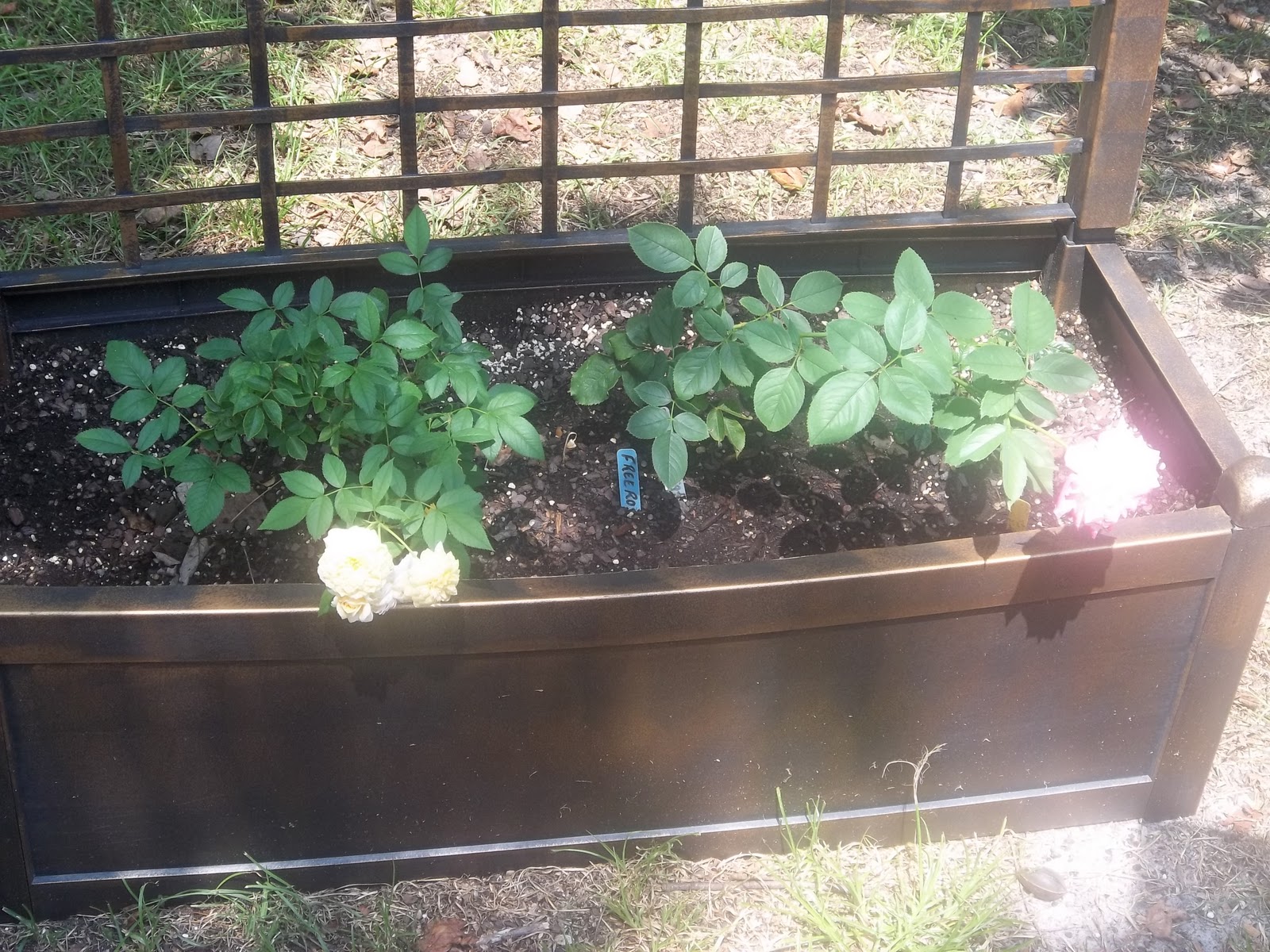 Maitri's Heart: Catching Up Here On My Heart Blog About Life At ...