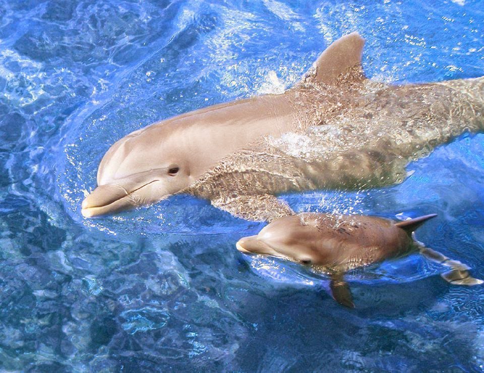 TODOS LOS ANIMALES; SON UN TESORO PARA "EL PLANETA"..: LOS DELFINES ESO ...