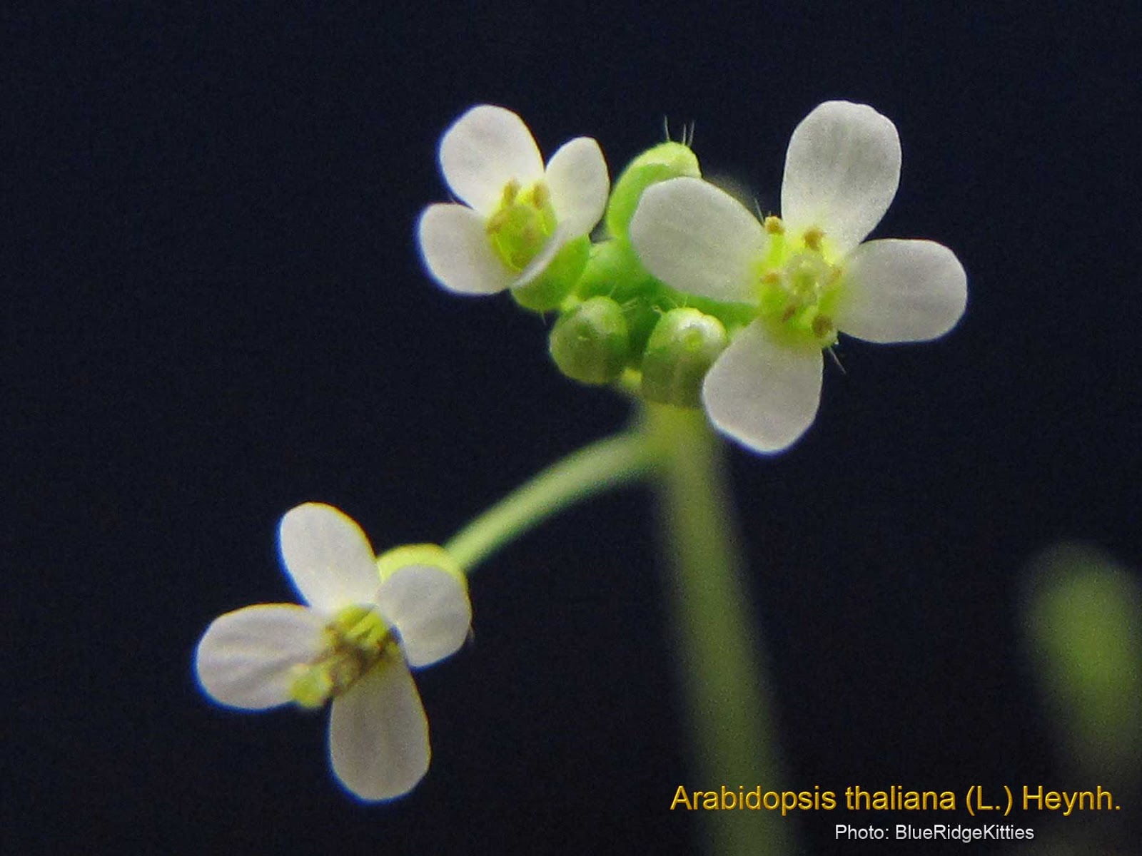 Medicinal Plants: Arabidopsis thaliana Part-1