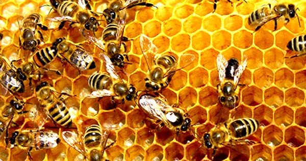 Gaya Terbaru 40+ Gambar Taman Dan Lebah